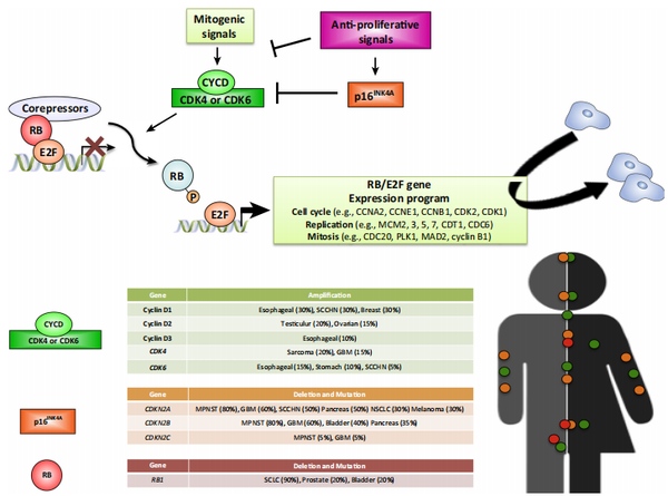 CDK4/6抑制剂未来可期 - 知乎