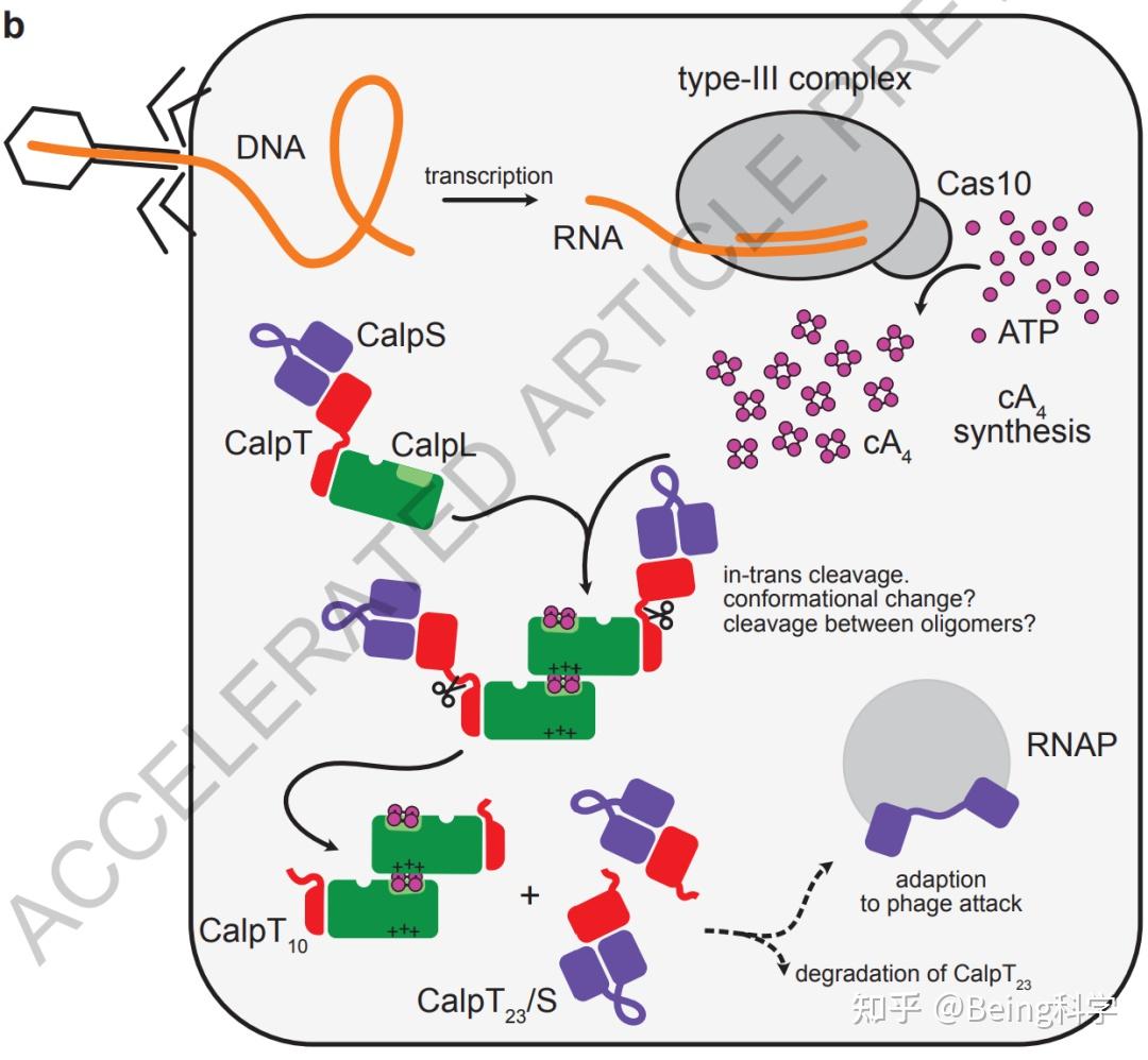 Nature | 抗病毒信号传递新发现，环状核苷酸激活CRISPR蛋白酶 - 知乎