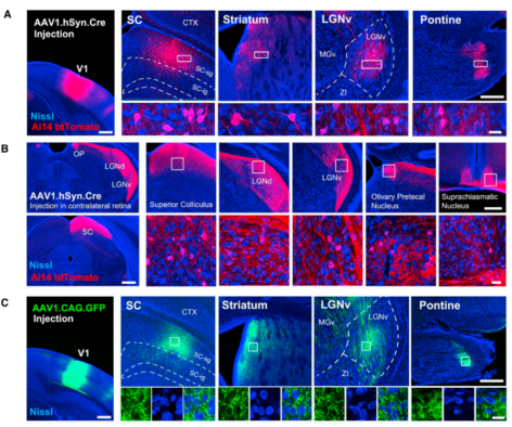 小布解读 | 神经环路示踪工具病毒简介—跨单突触示踪 - 知乎