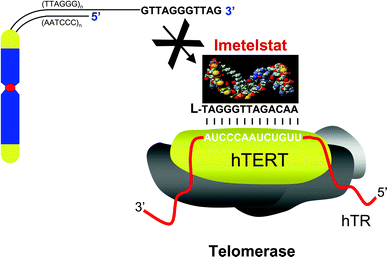 FDA 批准首个端粒酶抑制剂imetelstat (Rytelo) - 知乎