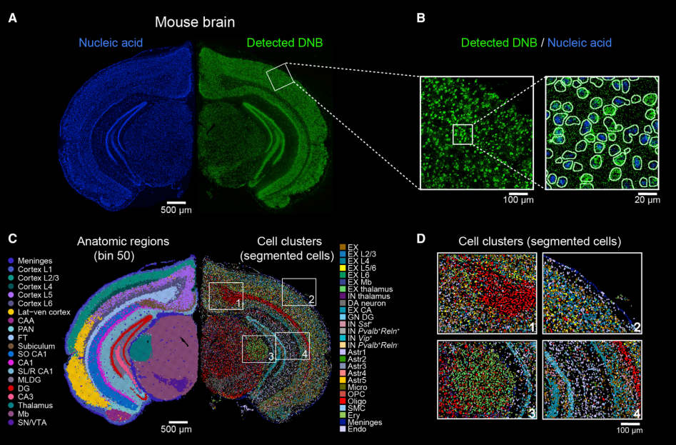 Cell | 华大自研 Stereo-seq揭秘超高分辨率生命全景时空图谱 - 知乎