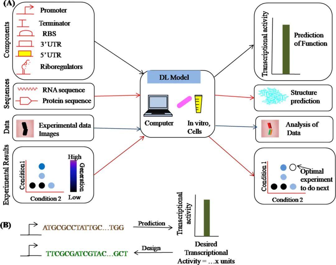 欣贝莱生物 | 合成生物学中的机器学习和深度学习：关键架构、应用和挑战 - 知乎