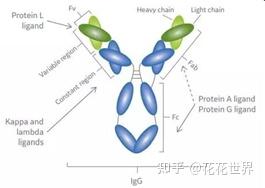 Protein A、Protein G、Protein L（转载） - 知乎
