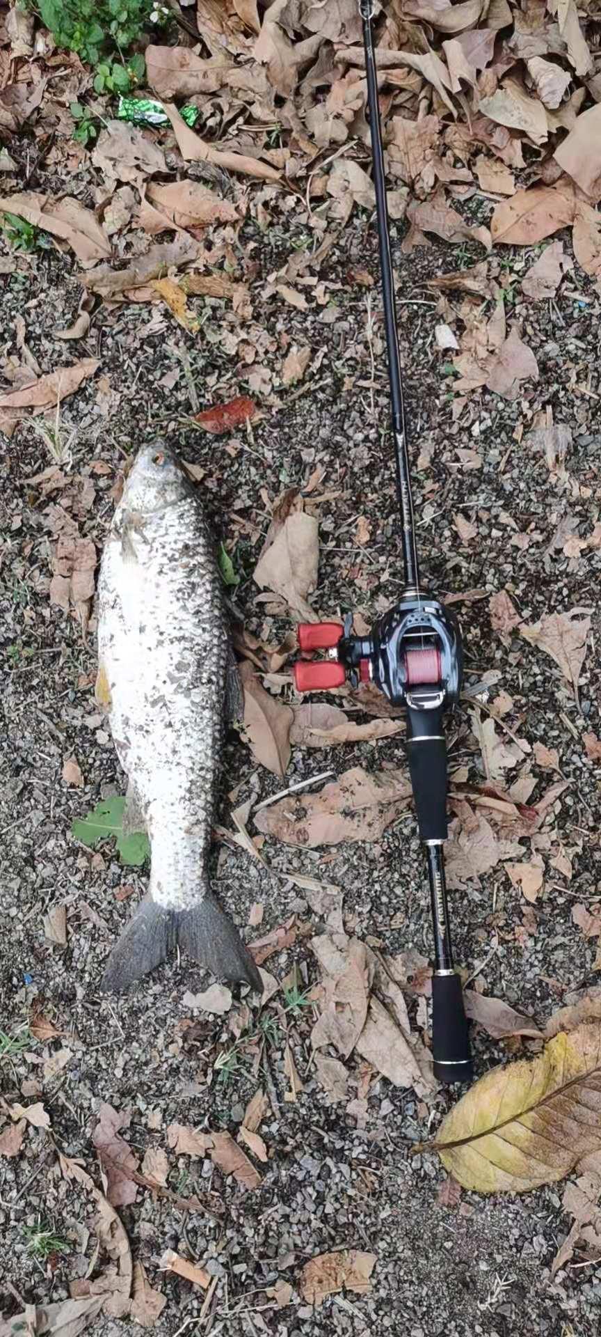 路亚中国两大精灵：军鱼和赤眼鳟，你们了解吗？ - 知乎