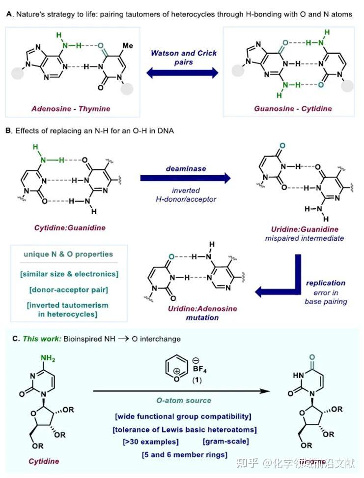 Josep Cornella组Angew：含氮化合物的生物催化脱胺羟基化反应 - 知乎