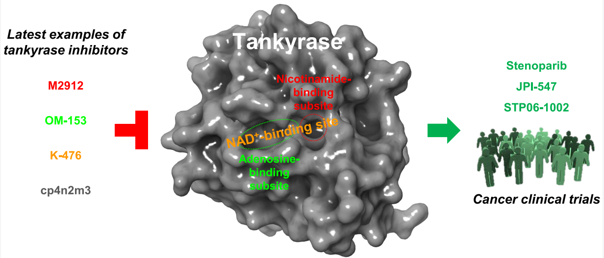 药物发现│抗肿瘤药物靶标：Tankyrases ——结构与功能