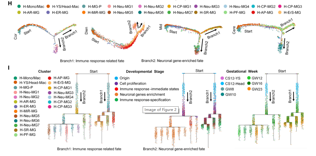 项目文章丨单细胞测序解析发育中人脑小胶质细胞的区域规范和状态转换的时空动态 - 知乎