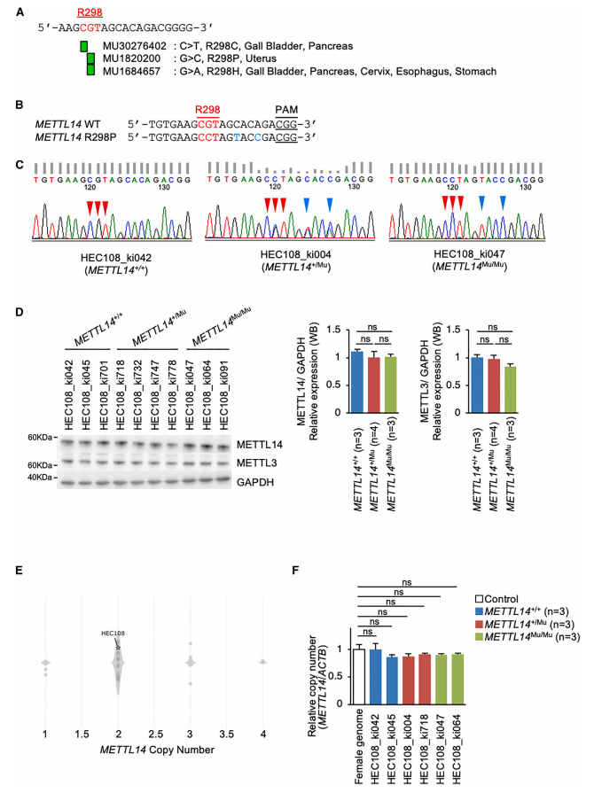 Cell Reports | 揭开METTL14在介导m6A修饰中的神秘面纱 - 知乎
