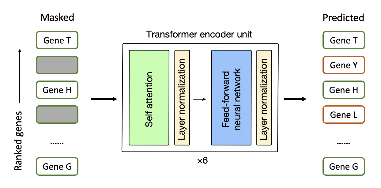 (五) Geneformer 技术解读 ｜ 利用基因名字排序进行语言建模 - 知乎