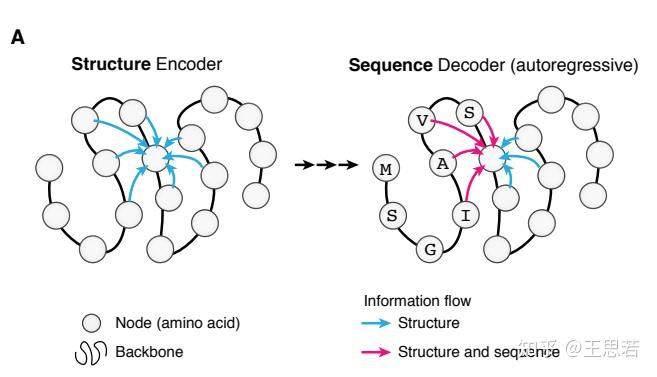【蛋白质序列设计】Rosetta MPNN架构详解 - 知乎