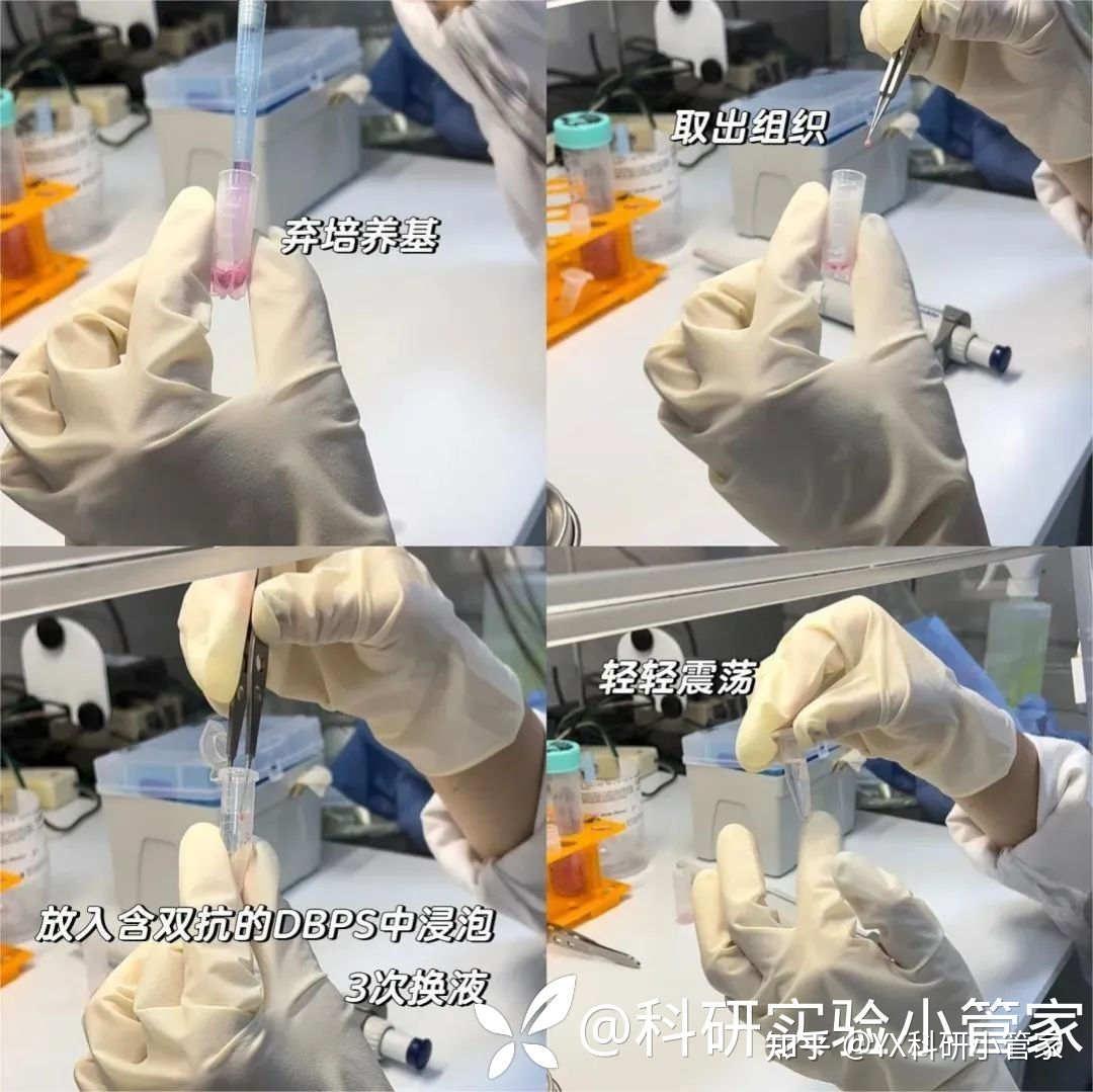科研干货 原代细胞提取 这些 Tips 助你少走弯路 知乎