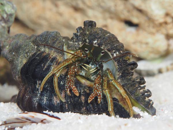 中国海寄居蟹总科图鉴 - 知乎