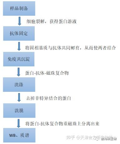 实验干货|免疫共沉淀（CoIP）实验原理及应用 - 知乎