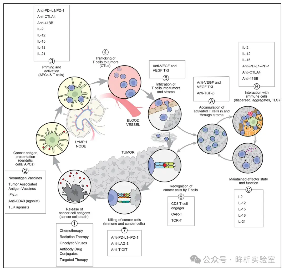肿瘤免疫循环（Cancer-Immunity Cycle， CI Cycle） - 知乎