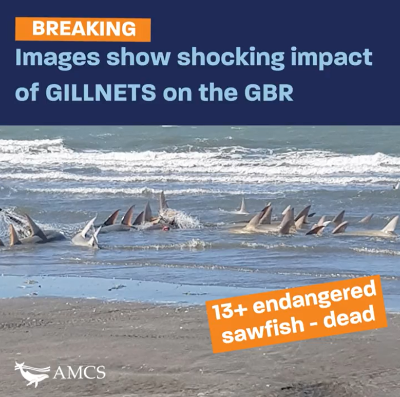 刺网对澳大利亚大堡礁世界遗产地造成严重破坏，生物多样性骤减 - 知乎