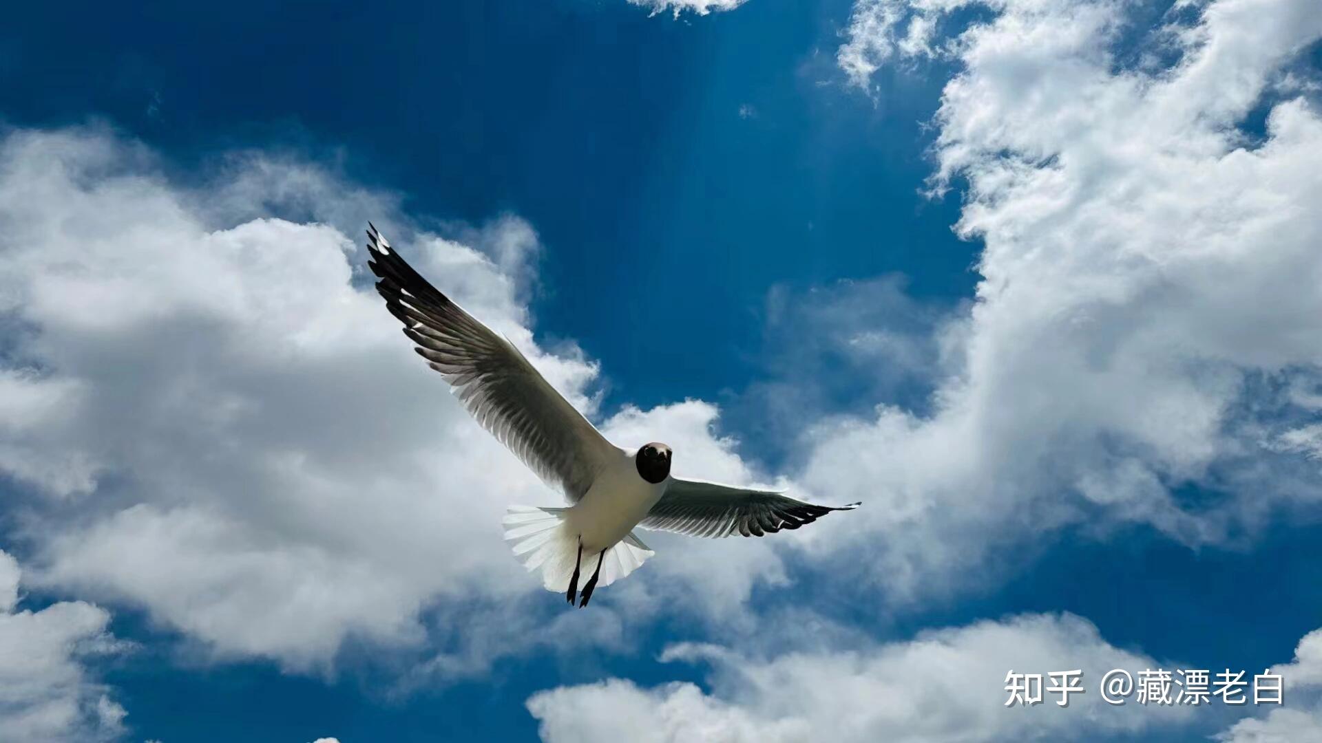 z164火车进藏 | 上海直达拉萨攻略 - 知乎