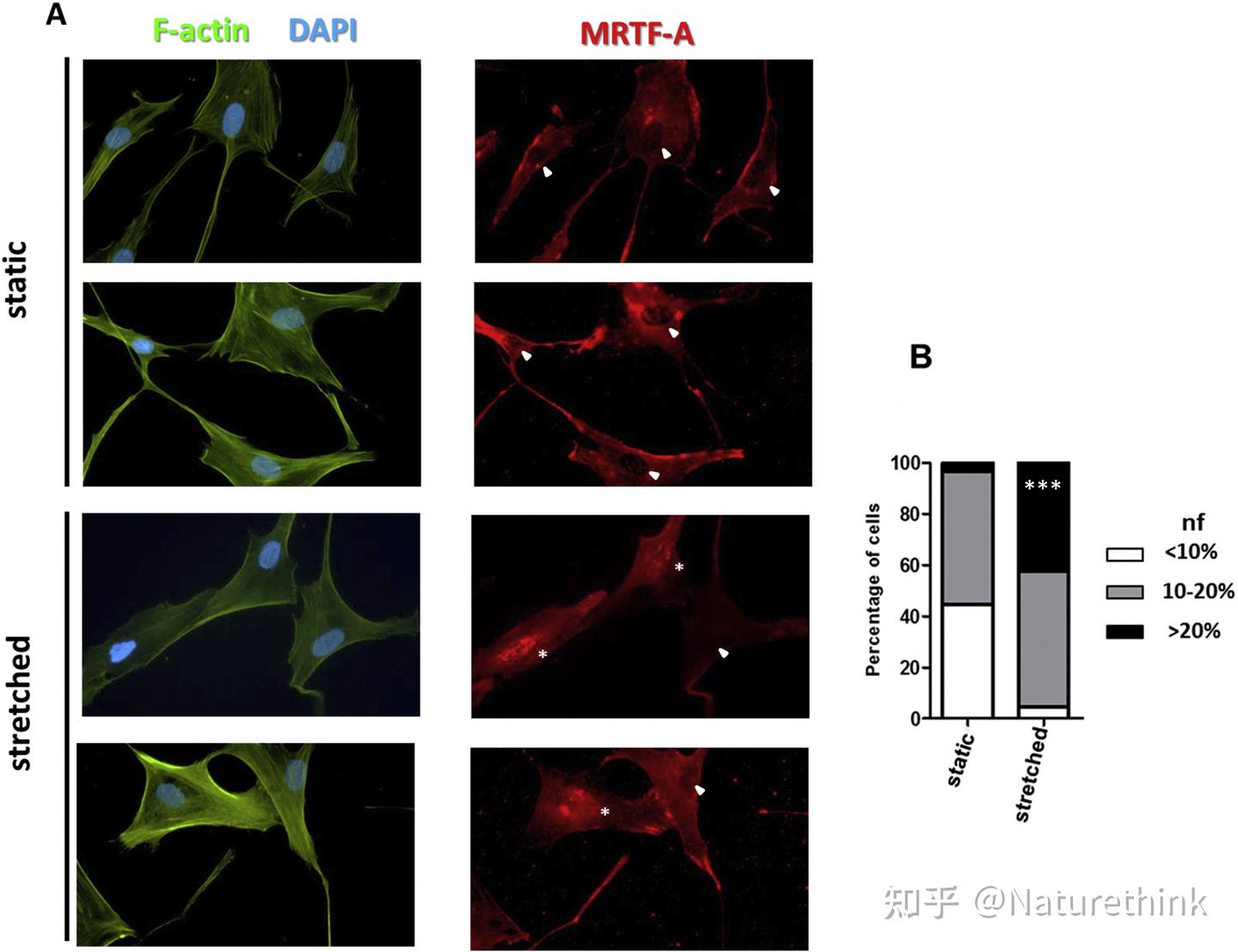 机械应变通过 RhoC/ROCK/MRTF-A 和 Erk1/2 信号通路在人二尖瓣膜间质细胞中诱导促纤维化表型 - 知乎