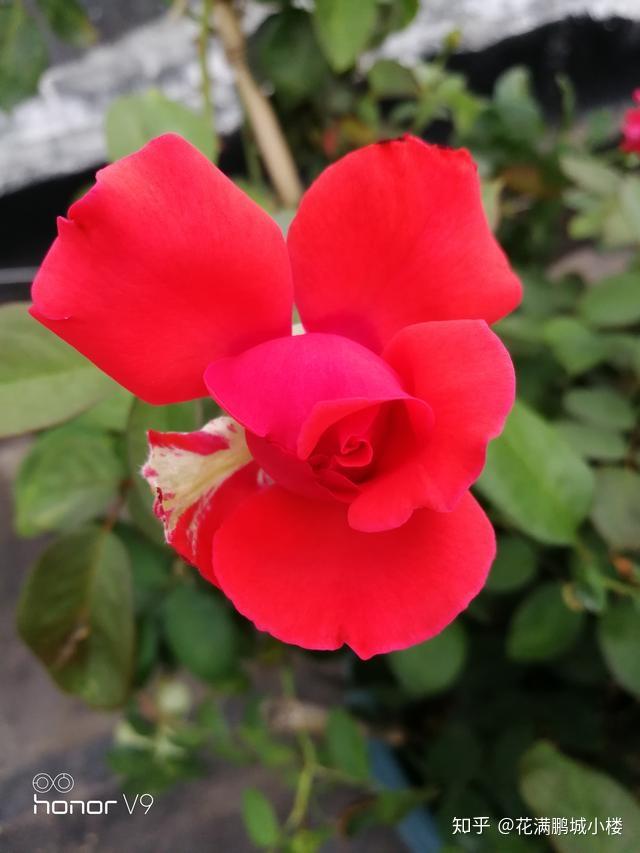 绯扇（Hiogi）——朱红色的日本大花月季 - 知乎