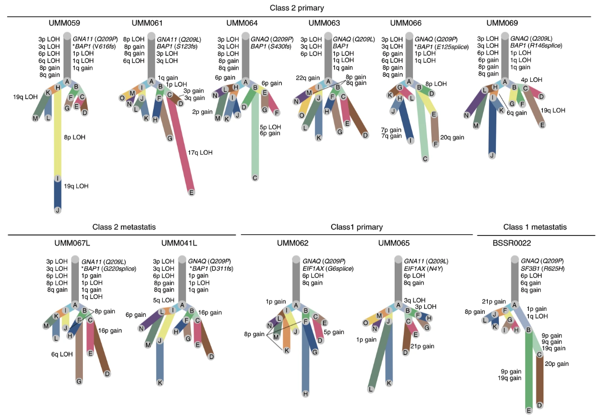 单细胞分析实录(13): inferCNV结合UPhyloplot2分析肿瘤进化 - 知乎