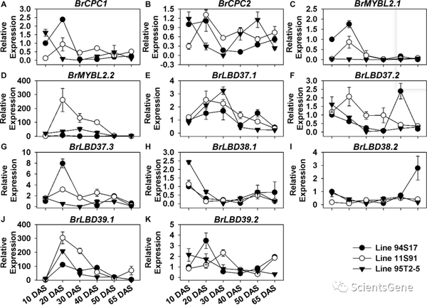 【Front Plant Sci】BrMYB2调控大白菜和拟南芥发育过程中花青素生物的合成机制 - 知乎