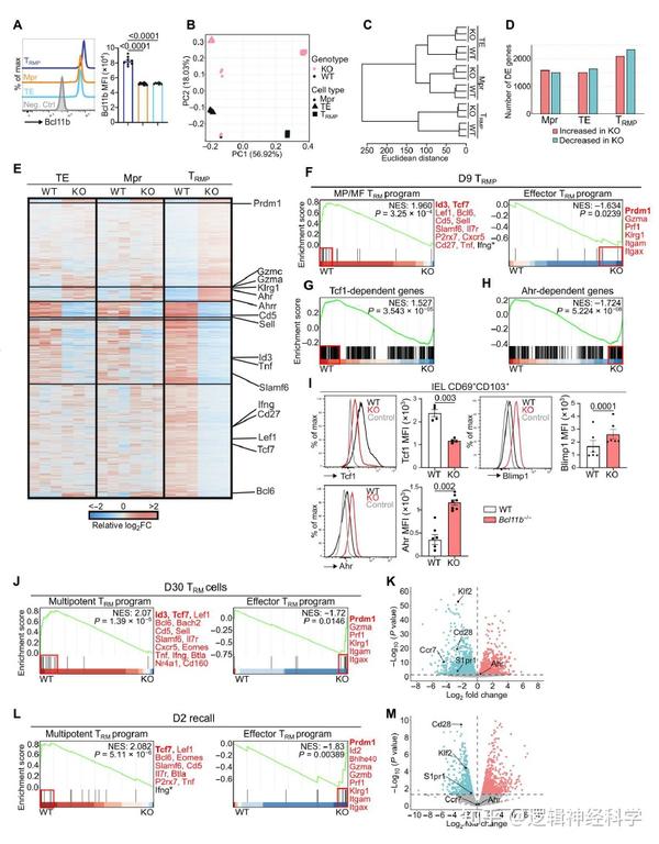 Sci Immunol︱调控肠道驻留CD8+T细胞分化方向的关键转录因子：Bcl11b - 知乎