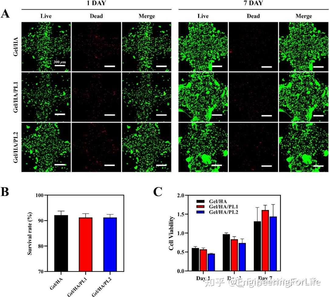 《Chem. Eng. J.》：3D打印导电脊髓仿生支架--促进神经干细胞神经元分化和脊髓修复 - 知乎