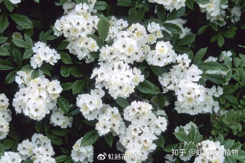 月季、玫瑰和蔷薇到底该怎么区分？？？ - 知乎