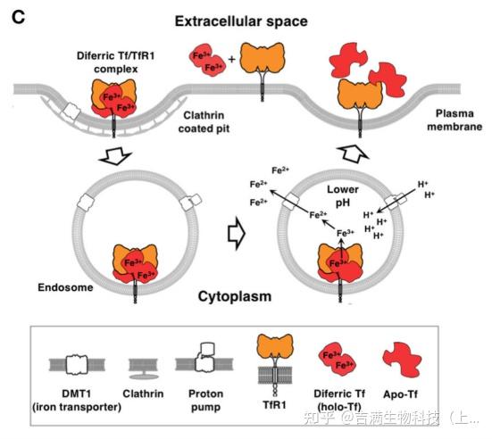 TfR1(CD71)靶向肿瘤治疗 - 知乎