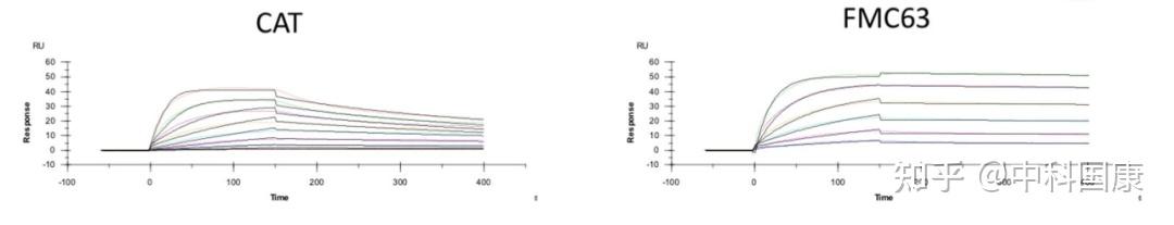 CAR分子设计中亲和力的取舍关键 - 知乎