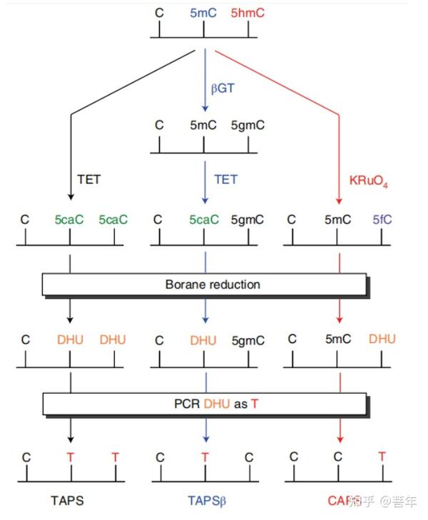 DNA甲基化建库 学习1 - 知乎