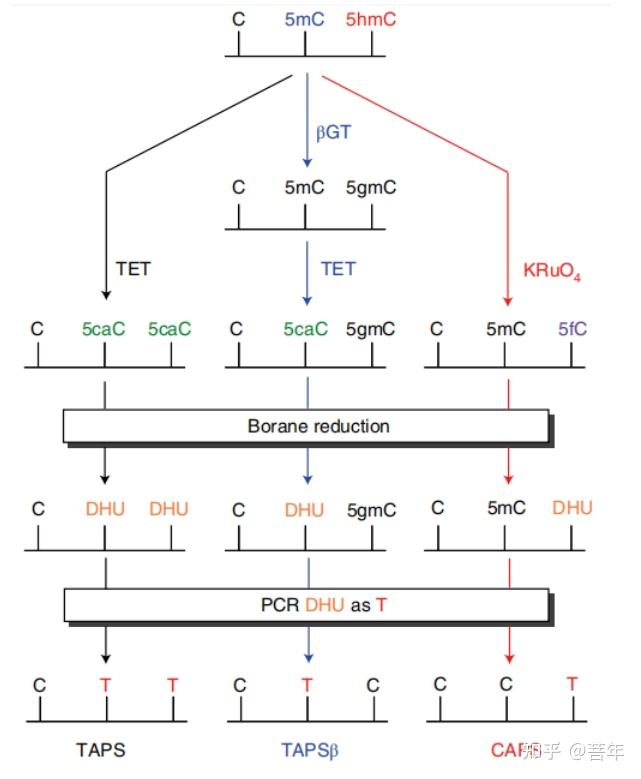 DNA甲基化建库 学习1 - 知乎