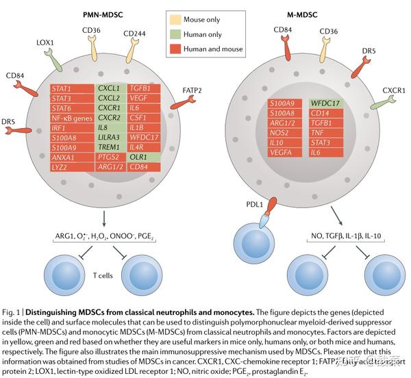 这篇108分的高分重磅综述，揭秘免疫抑制细胞的特征与功能之间的联系 - 知乎