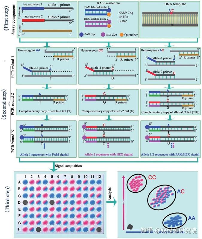 高通量基因分型技术-KASP分型 - 知乎