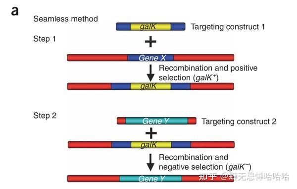 CRISPR-Cas9靶向敲入insertion /knock in - 知乎