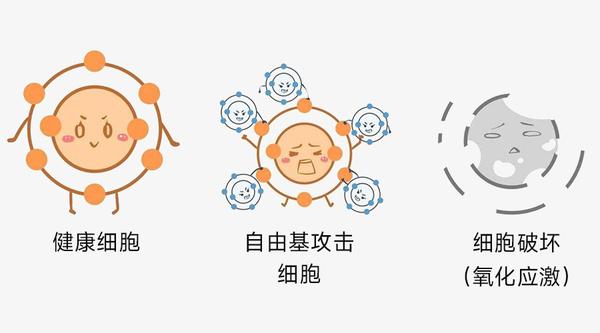 探讨维生素c抗氧化促氧化双向作用的机制 知乎