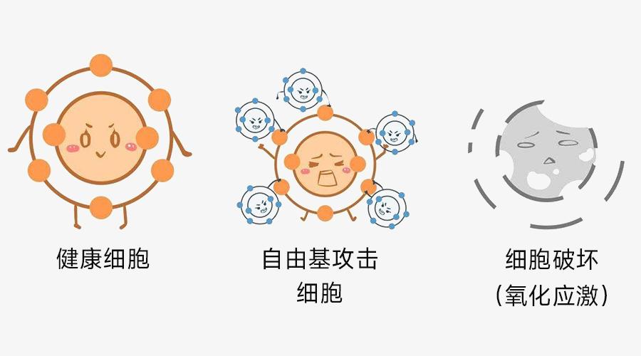 探讨维生素c抗氧化促氧化双向作用的机制 知乎
