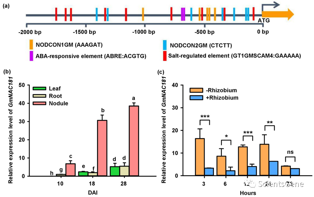 GmNAC181促进结瘤并提高根瘤的耐盐性 - 知乎