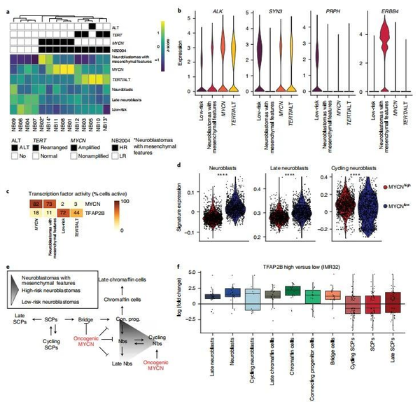 Nat Gen | 单细胞转录组学分析神经母细胞瘤的发育起源 - 知乎