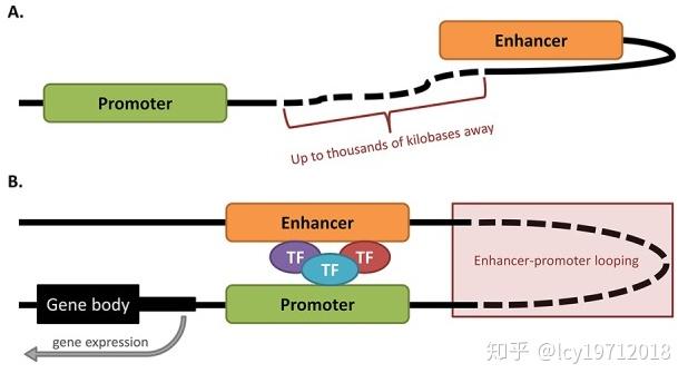 真核生物的启动子与转录起始 - 知乎