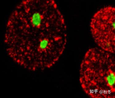 5-ATTO 590琥珀酰亚胺酯；5-ATTO 590；ATTO荧光染料 - 知乎