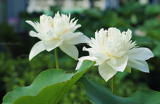 了解白莲文化意义和实用百科 - 知乎