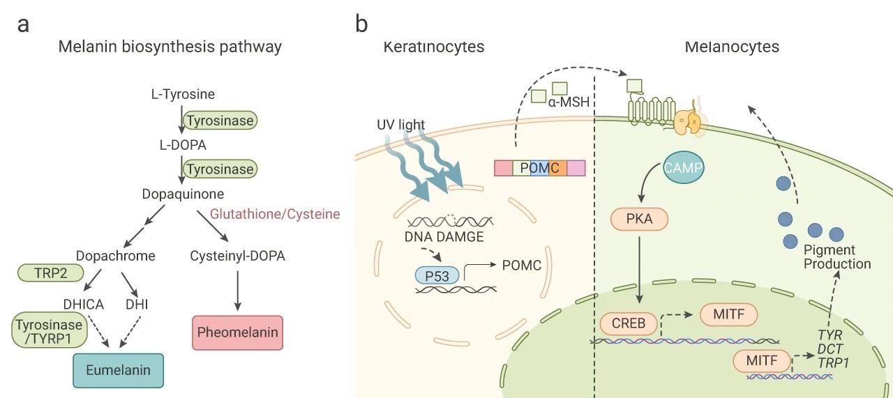 MCE | 烟酰胺核苷酸转氢酶——独特色素沉着机制 - 知乎