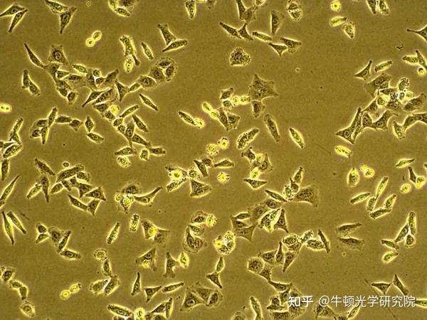 Hela细胞为什么会被称为“不死细胞”？ - 知乎