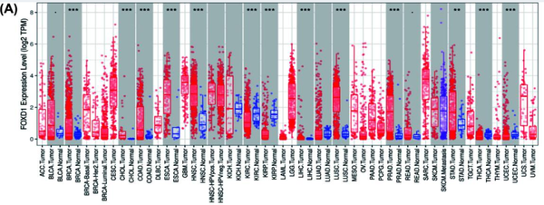 FOXD1通过调节GLUT1介导的有氧糖酵解促进胰腺癌细胞增殖、侵袭和转移 - 知乎