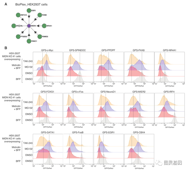 Science | 哈佛医学院发现绕过泛素标记降解蛋白新机制 - 知乎
