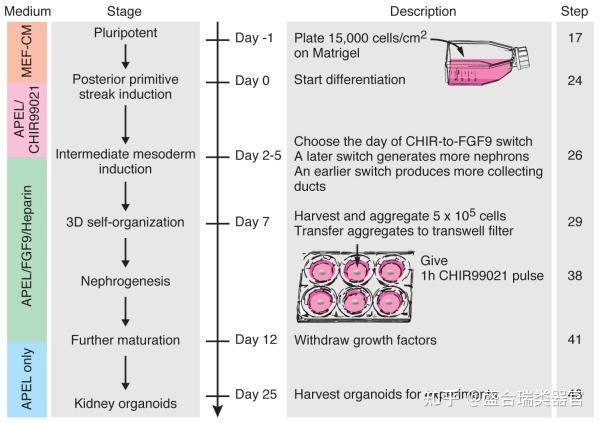 【Nature Protocol】系列：从hPSC中生成肾脏类器官方案（上） - 知乎