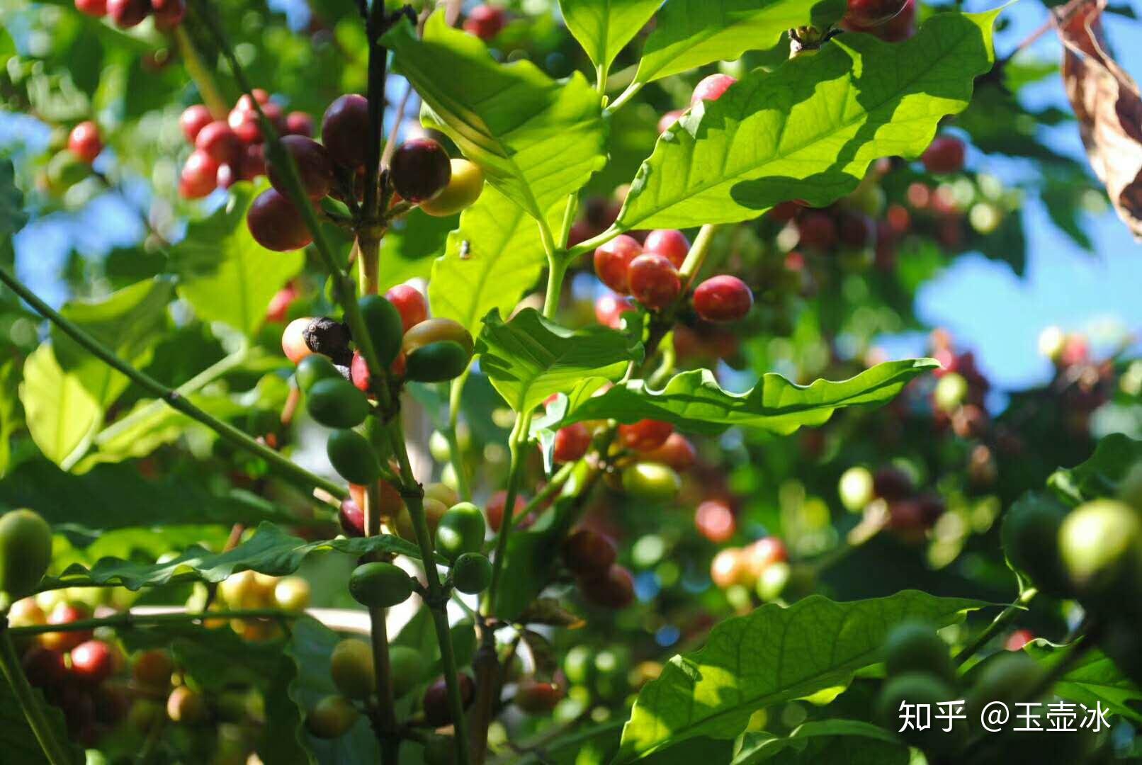 大理宾川县朱苦拉村---小粒咖啡的起源地 - 知乎