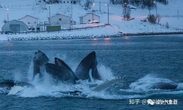 挪威观鲸文化中心设计入围方案 - 知乎