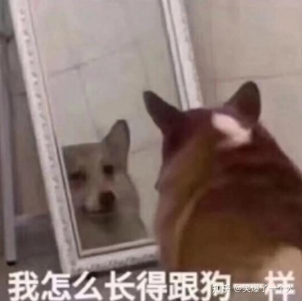 笑死人的搞笑图片 六 知乎