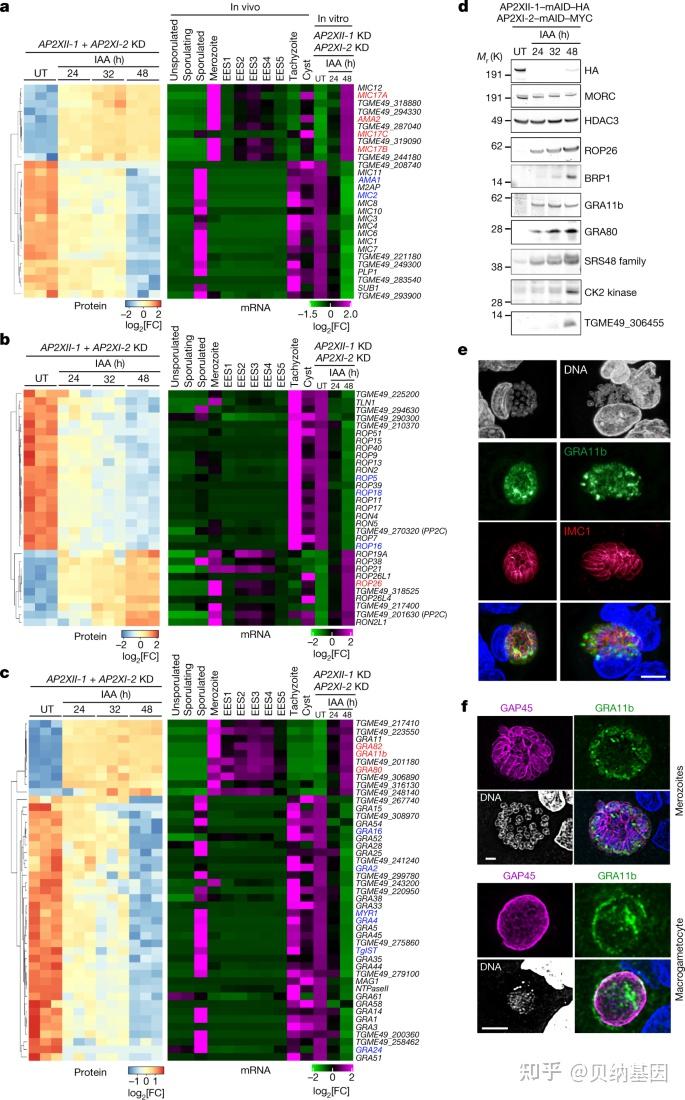 Nature解读｜RNA-seq、ChIP-seq、ATAC-seq和蛋白质组揭示弓形虫性前期体外培养的机制 - 知乎